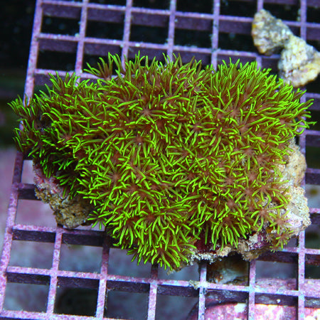 $9.99 Value Frags – Barrier Reef Aquariums