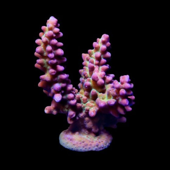 SPS Coral – Barrier Reef Aquariums