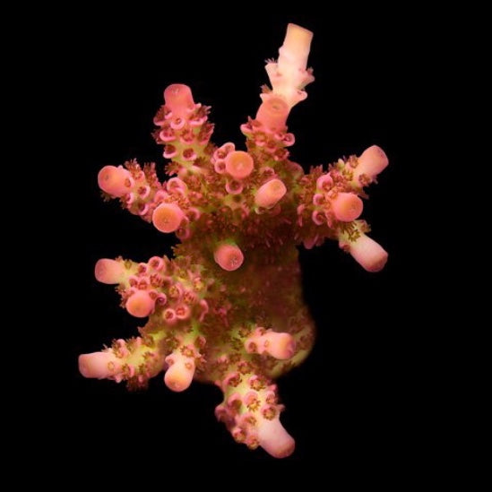 ORA Hard Coral – Barrier Reef Aquariums