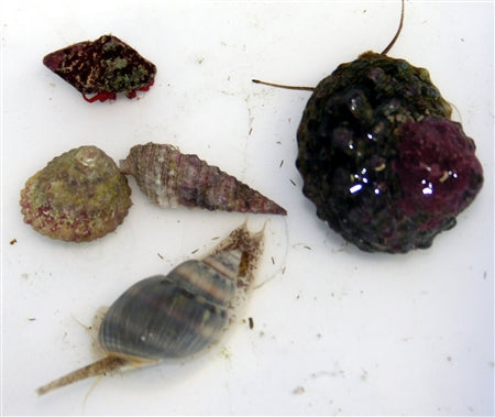 Clean Up Crew Packages – Page – Barrier Reef Aquariums