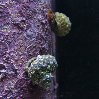 Mexican Turbo Snail 10 Pack – Barrier Reef Aquariums