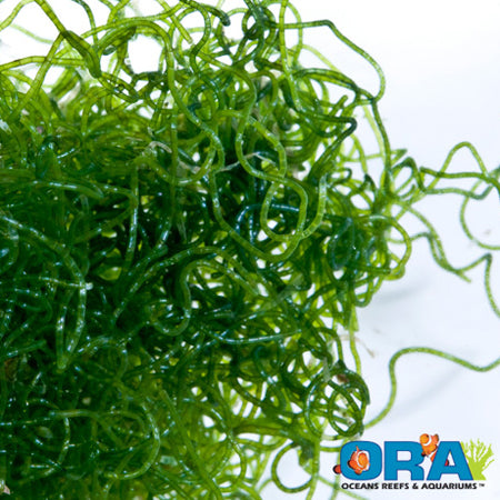 Macroalgae – Barrier Reef Aquariums