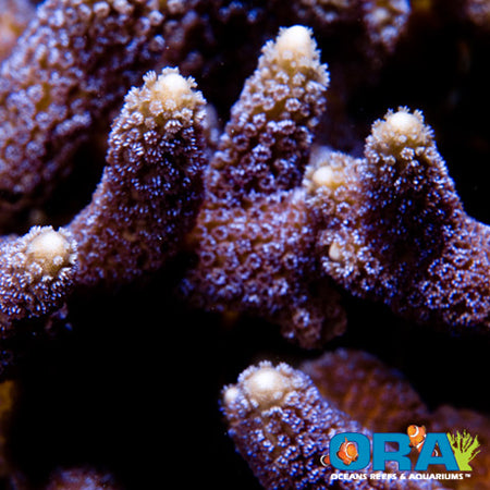 ORA German Blue Polyp Digitata – Barrier Reef Aquariums