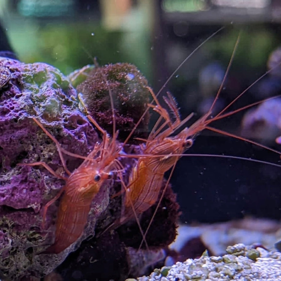 Peppermint Shrimp – Barrier Reef Aquariums