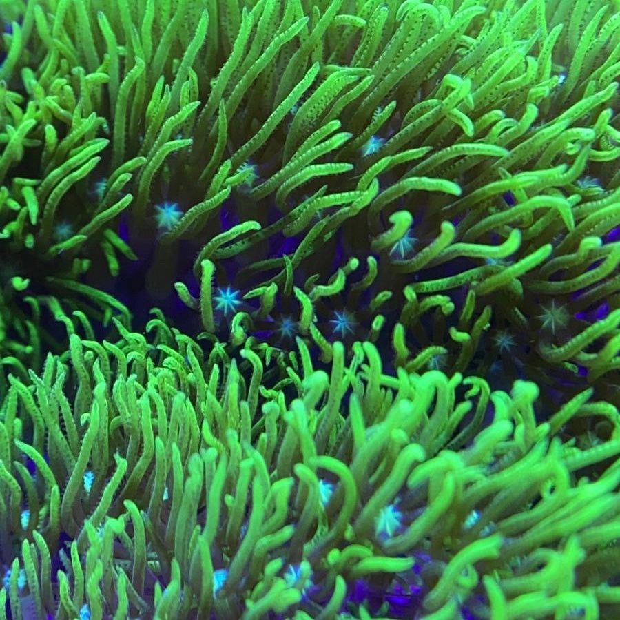 Green Star Polyp - Value Size – Barrier Reef Aquariums