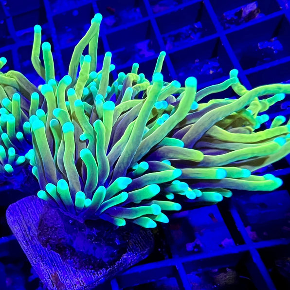Torch Coral – Barrier Reef Aquariums