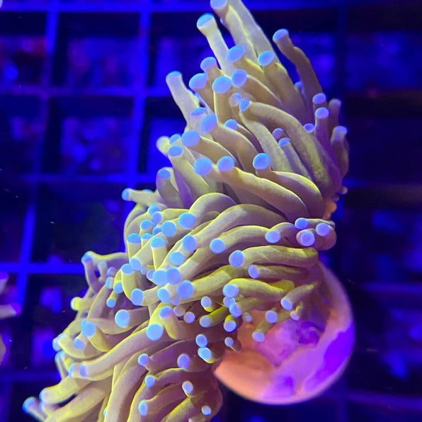 LPS Coral – Page – Barrier Reef Aquariums