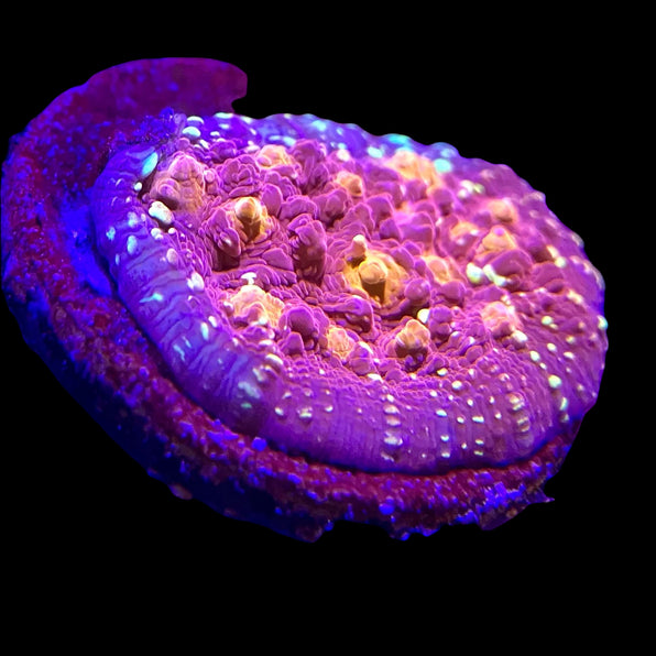 LPS Coral – Page – Barrier Reef Aquariums