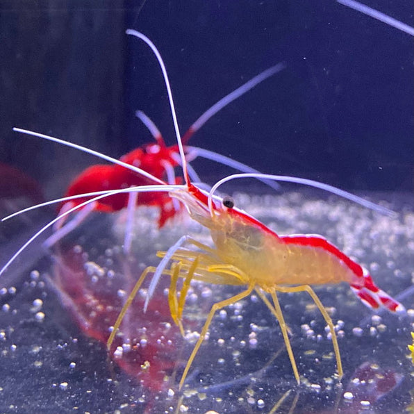 Marine Shrimp – Barrier Reef Aquariums