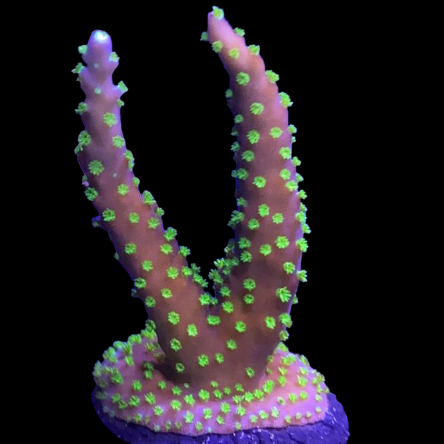 ORA Purple Jade – Barrier Reef Aquariums