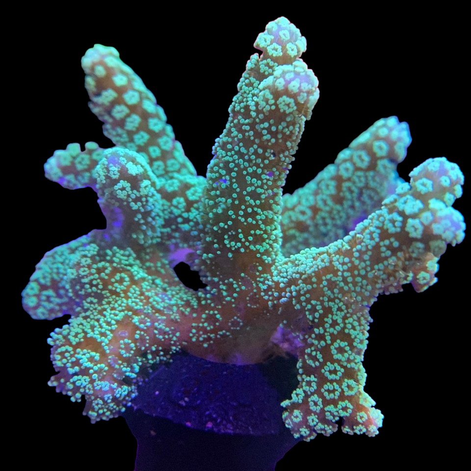 ORA Green Birdsnest – Barrier Reef Aquariums