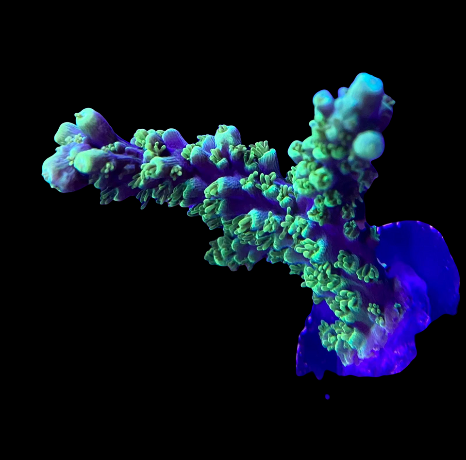 ORA Purple Plasma – Barrier Reef Aquariums