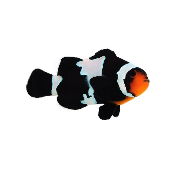 Captive Bred Clownfish – Barrier Reef Aquariums
