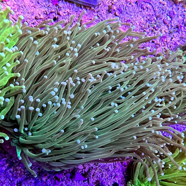 Torch Coral – Barrier Reef Aquariums