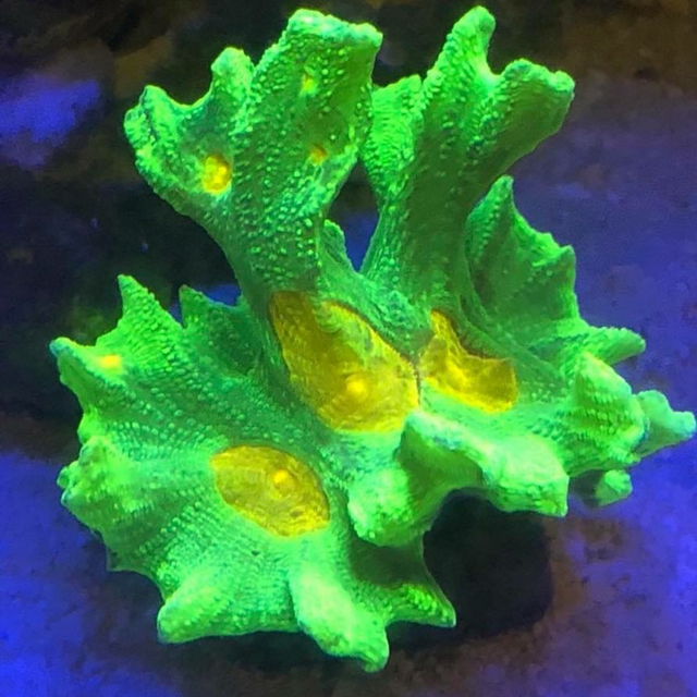 Space Invader Pectinia – Barrier Reef Aquariums