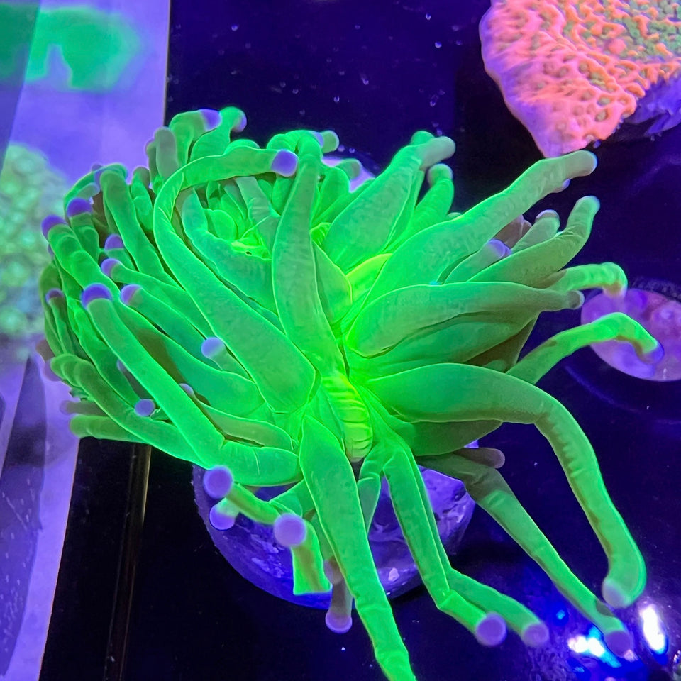 Hulk Torch – Barrier Reef Aquariums