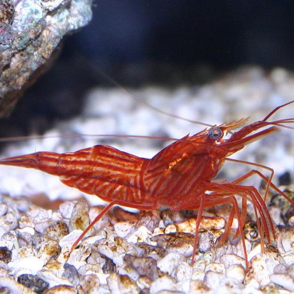 Peppermint Shrimp – Barrier Reef Aquariums