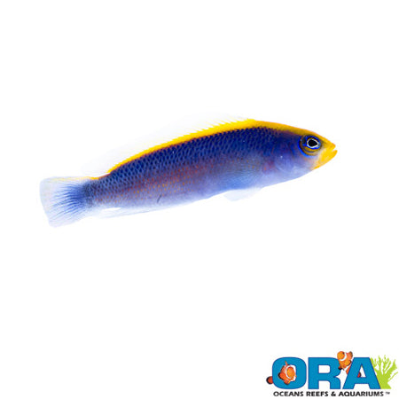 Captive Bred Sunrise Dottyback – Barrier Reef Aquariums