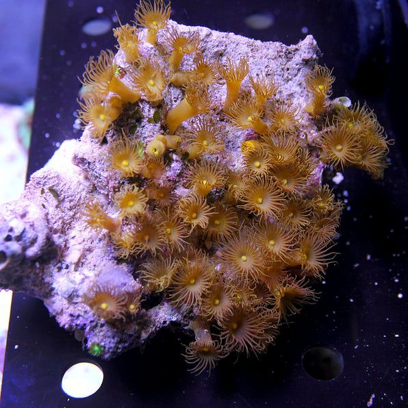 Soft Coral – Page – Barrier Reef Aquariums